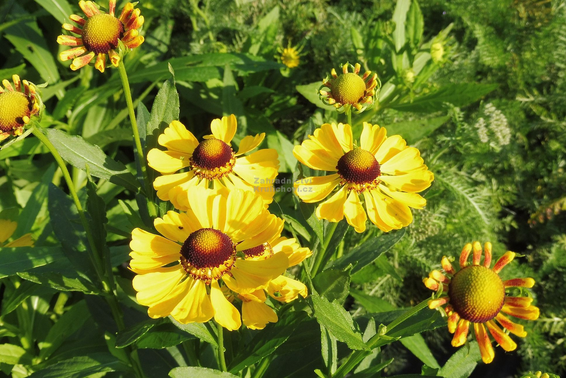 Helenium autumnale " Rotgold-Hybr. " - záplevák Zahradnictví Krulichovi ...