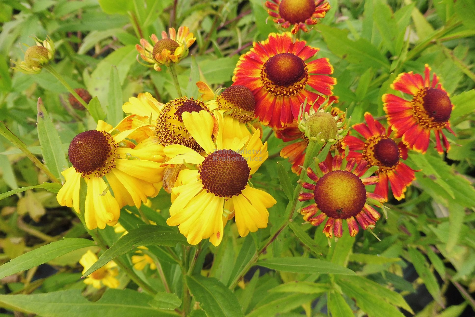 Helenium autumnale " Rotgold-Hybr. " - záplevák Zahradnictví Krulichovi ...