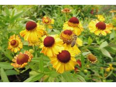 Helenium autumnale " Rotgold-Hybr. " - záplevák Zahradnictví Krulichovi ...
