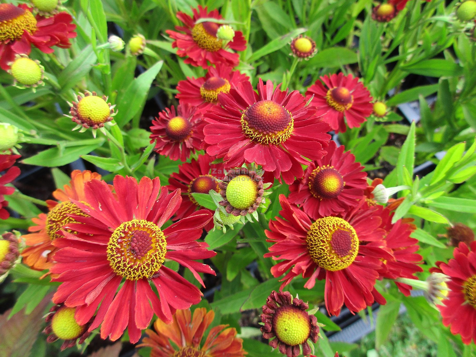 Helenium × hybridum " Ranchera " ® - záplevák Zahradnictví Krulichovi ...