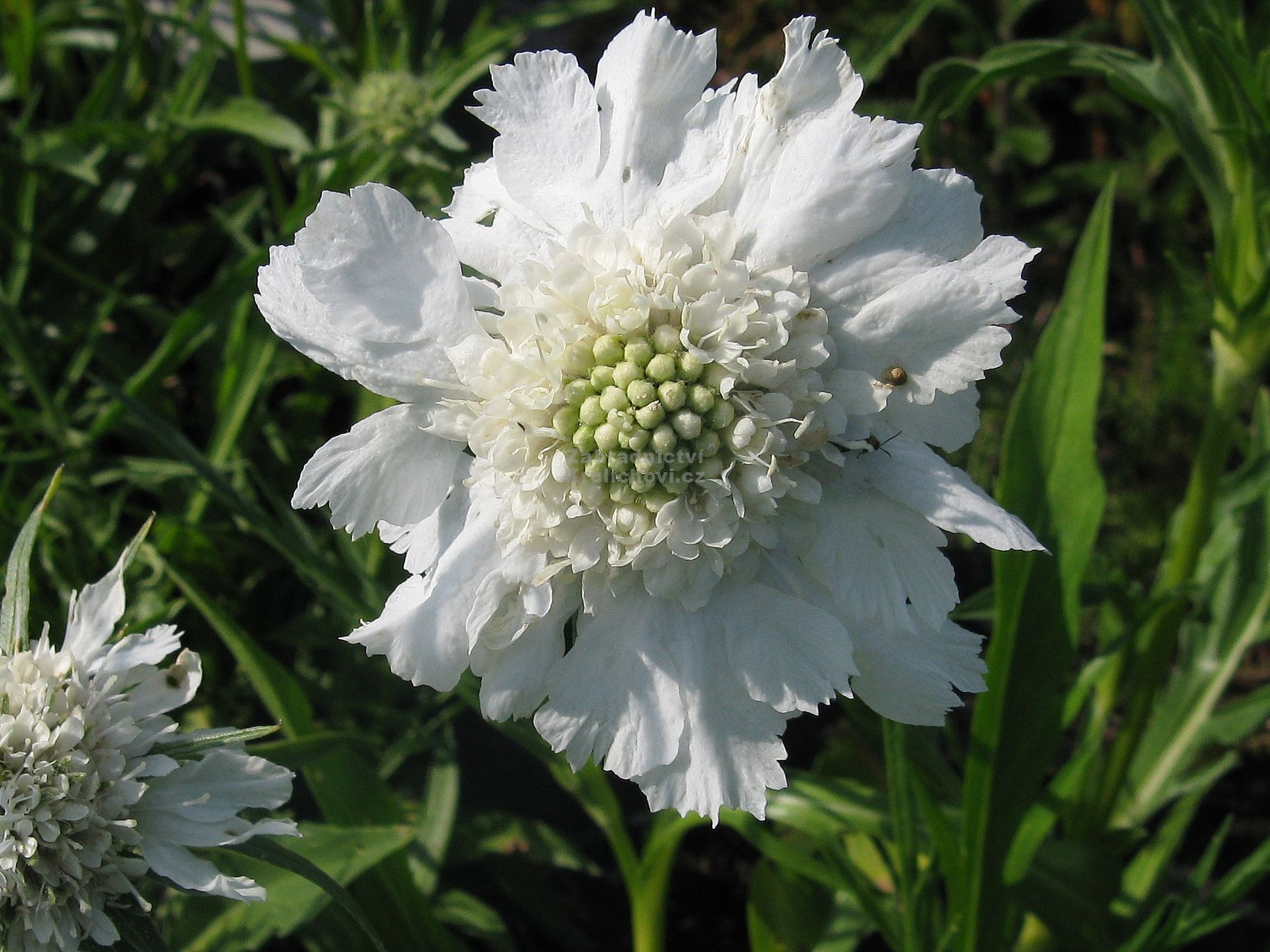 Scabiosa caucasica " Perfecta Alba " - hlaváč kavkazský Zahradnictví ...