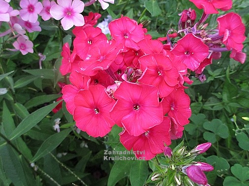 Phlox paniculata " Alenki Tsvetoshek " ( Аленький Цветочек ) - flox ...