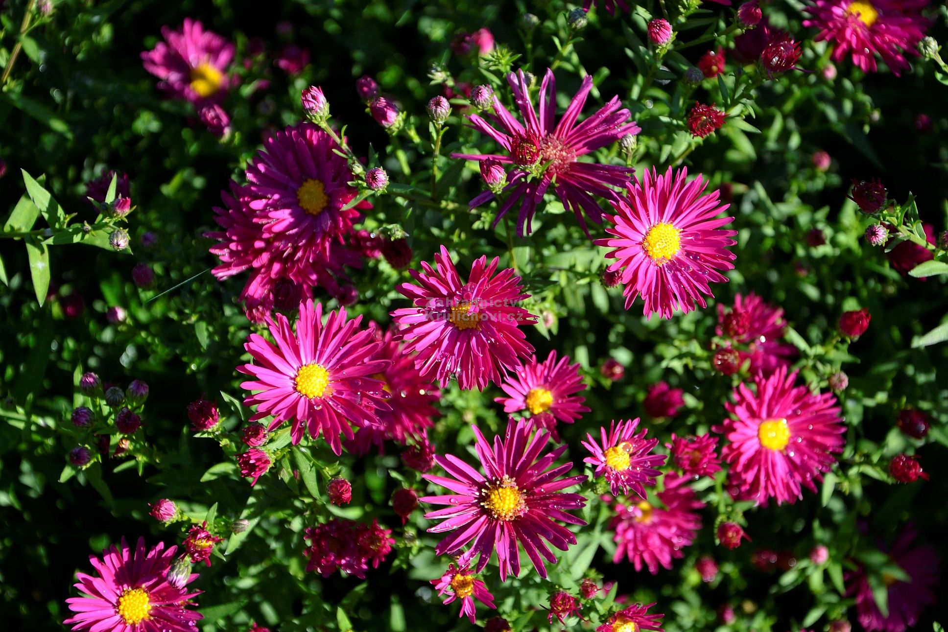 Aster novi - belgii " Neron " - astra, hvězdnice Zahradnictví ...