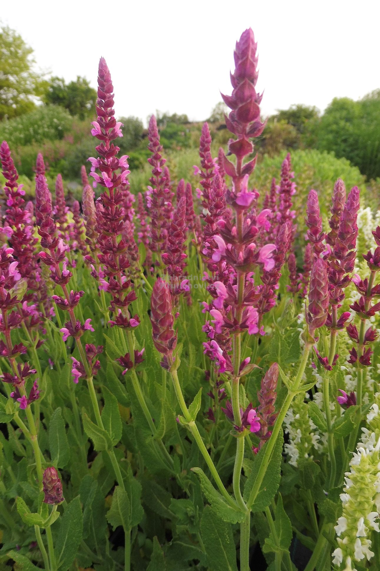 Salvia nemorosa " Pink Beauty " - šalvěj hajní Zahradnictví Krulichovi ...