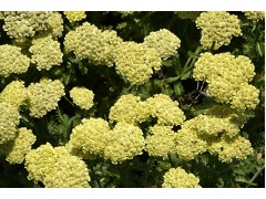 Achillea millefolium " Desert Eve Light Yellow " ™ - řebříček, tzv ...