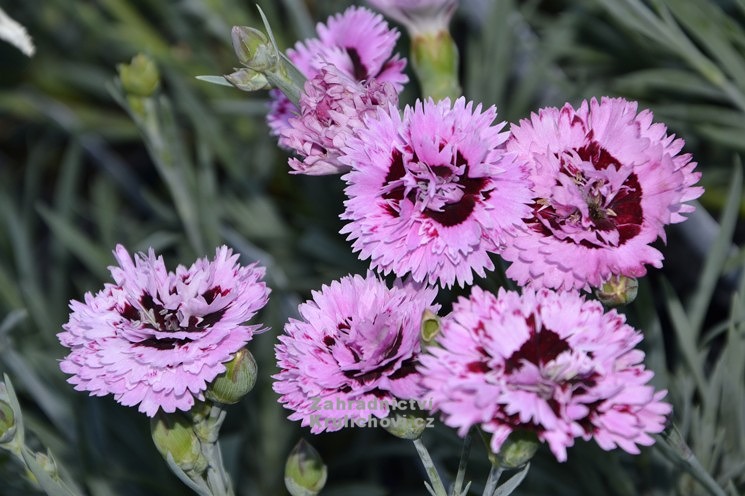 Dianthus " Early Birds Fizzy " ® - karafiát, hvozdík Zahradnictví ...