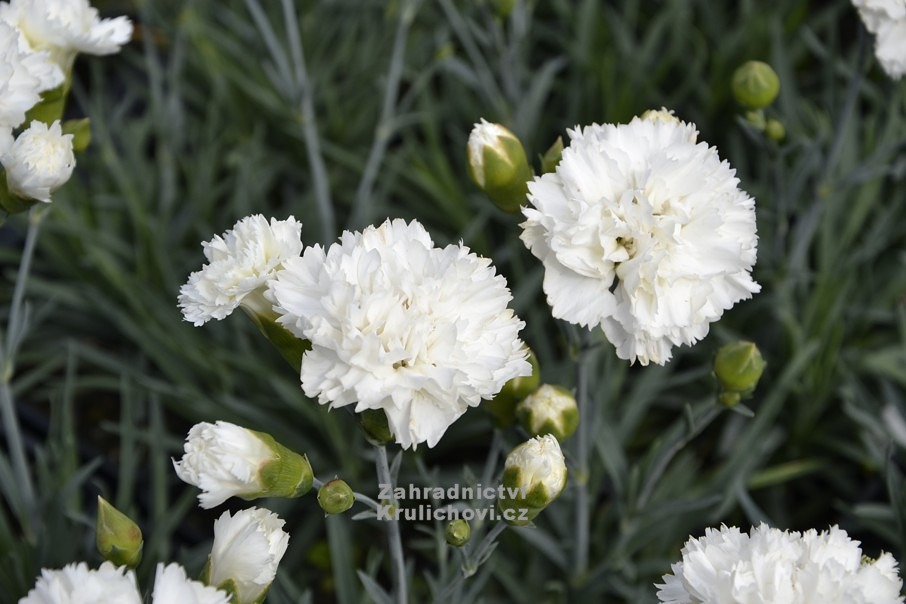 Dianthus " Scent First Memories " ® - karafiát, hvozdík Zahradnictví ...