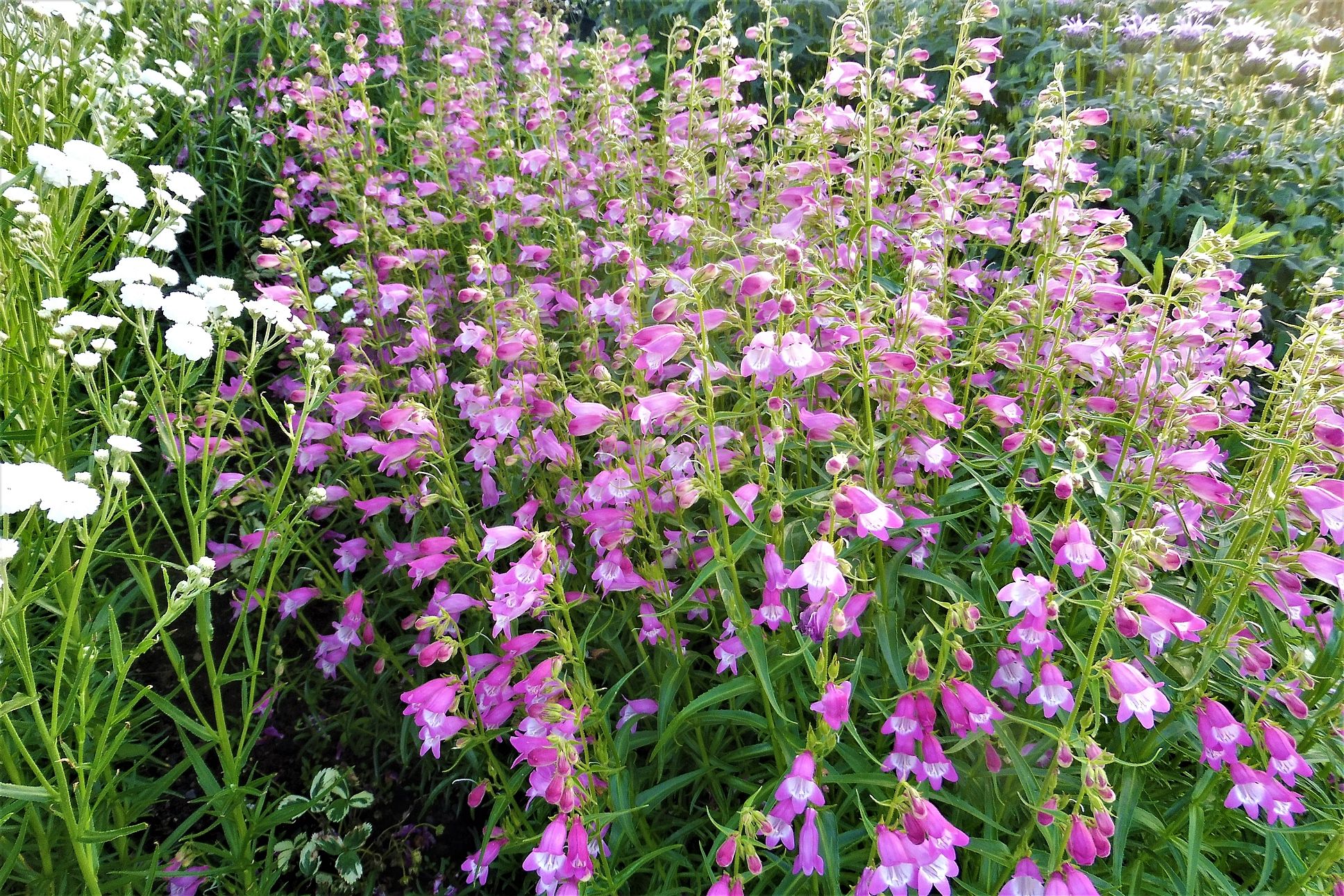 Penstemon x mexicali " Red Rocks " - dračík Zahradnictví Krulichovi ...