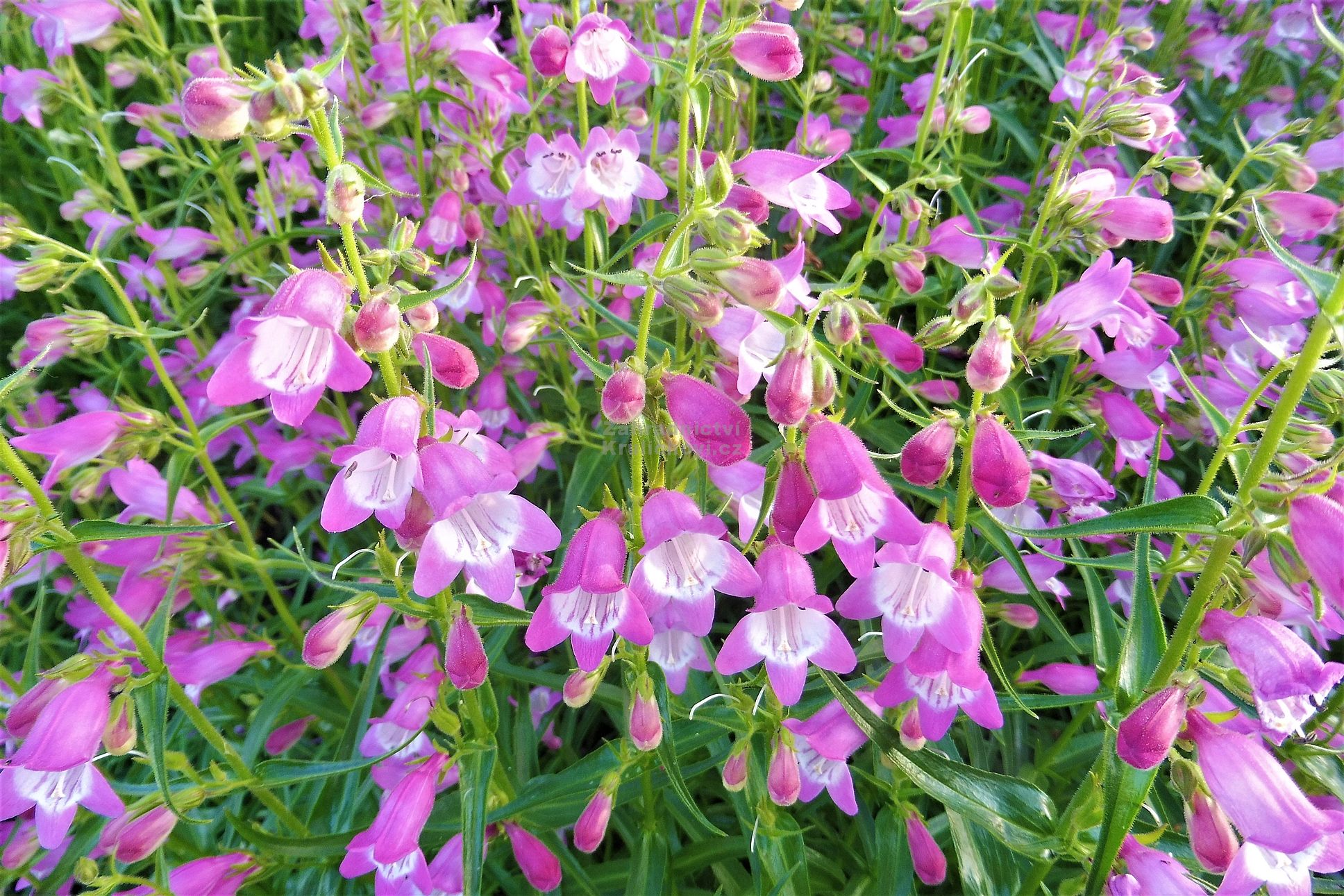 Penstemon x mexicali " Red Rocks " - dračík Zahradnictví Krulichovi ...