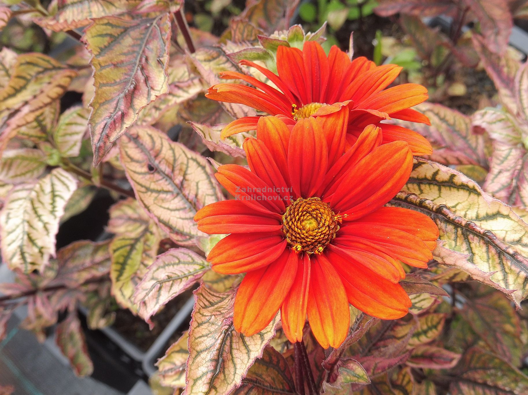 Heliopsis helianthoides " Orange Marble " ® - janeba Zahradnictví ...