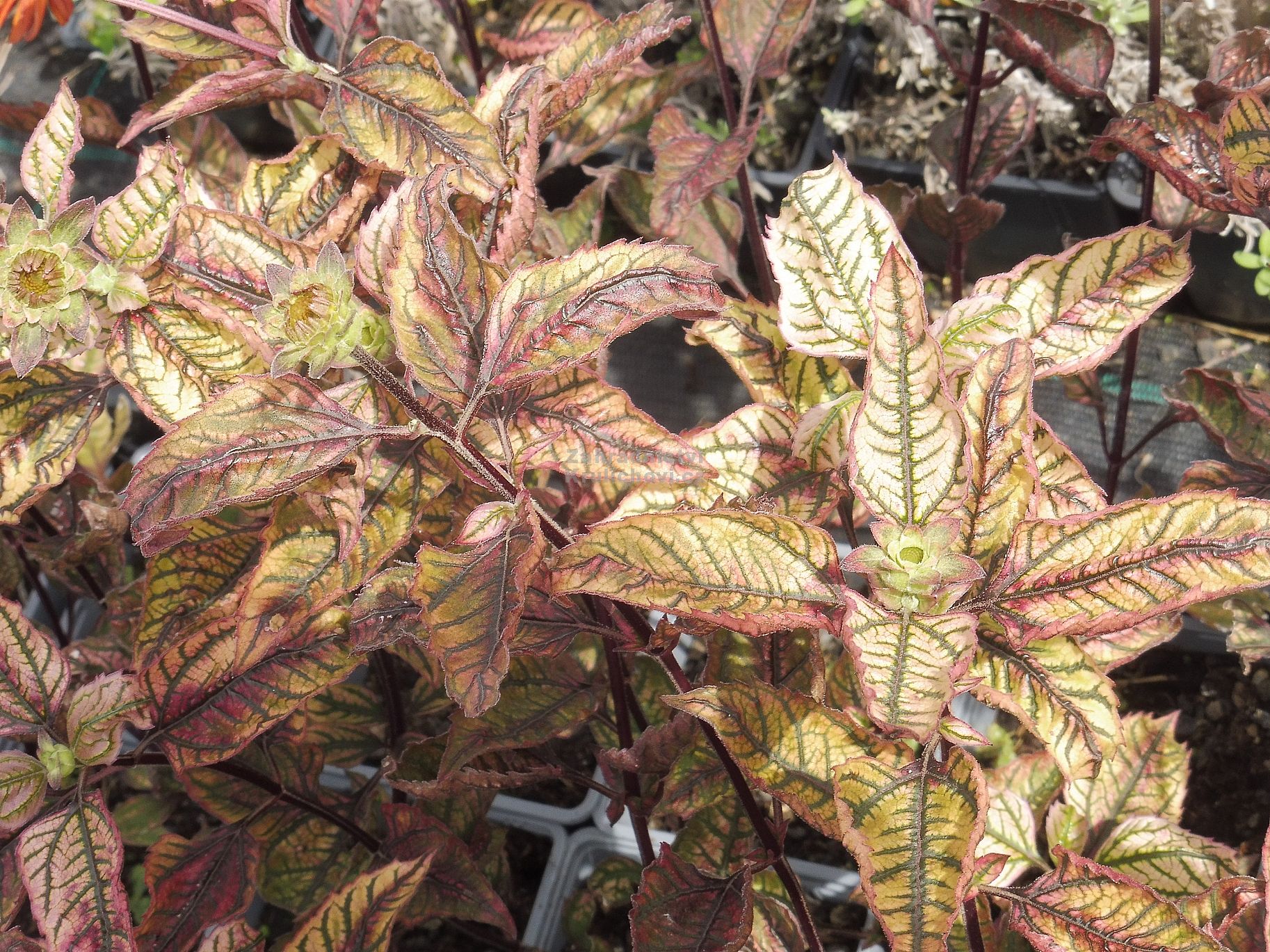 Heliopsis helianthoides " Orange Marble " ® - janeba Zahradnictví ...