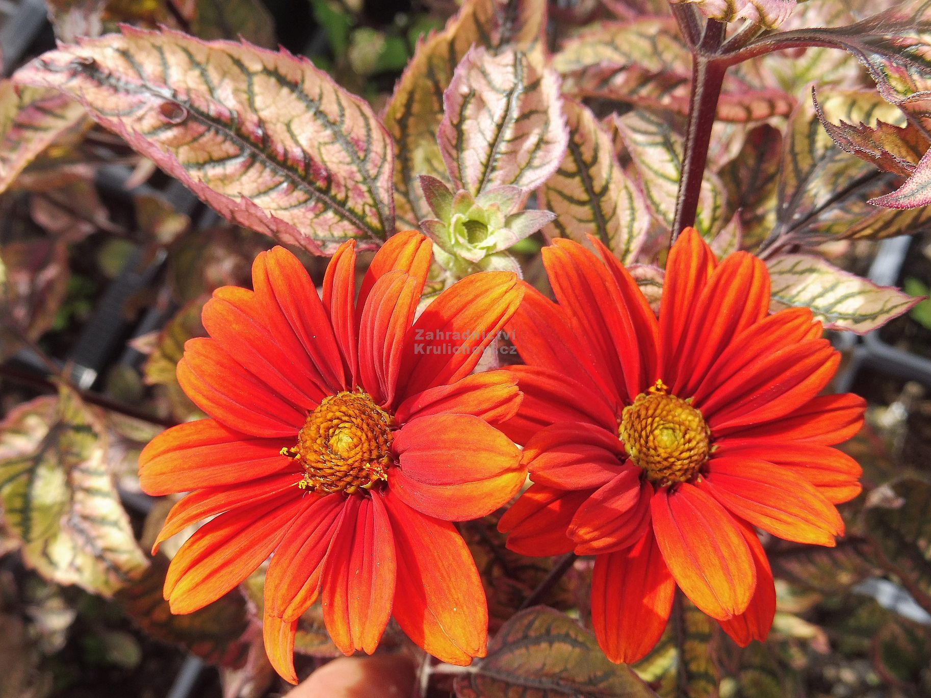 Heliopsis helianthoides " Orange Marble " ® - janeba Zahradnictví ...