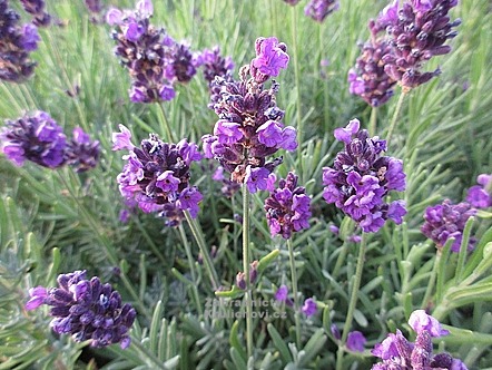 Lavandula angustifolia " Valence Dark Violet " - levandule Zahradnictví ...