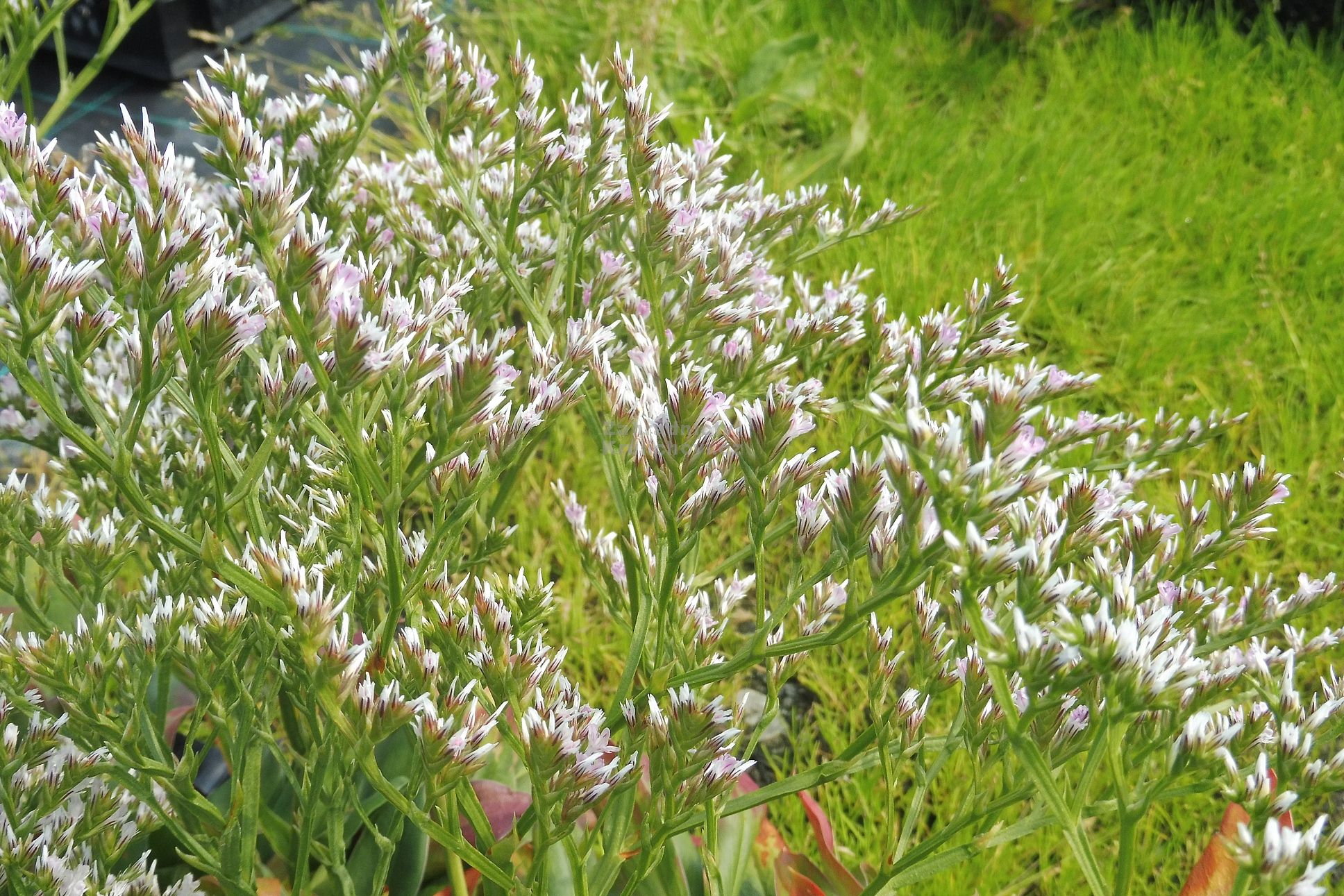 Limonium ( Goniolimon ) tataricum - suchobýl tatarský, statice tatarika ...