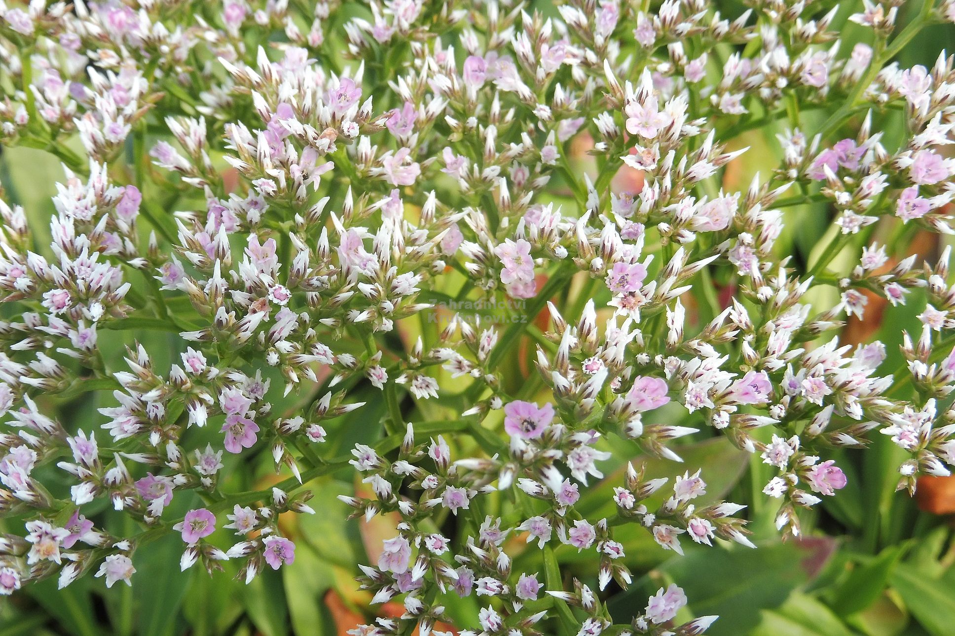 Limonium ( Goniolimon ) tataricum - suchobýl tatarský, statice tatarika ...