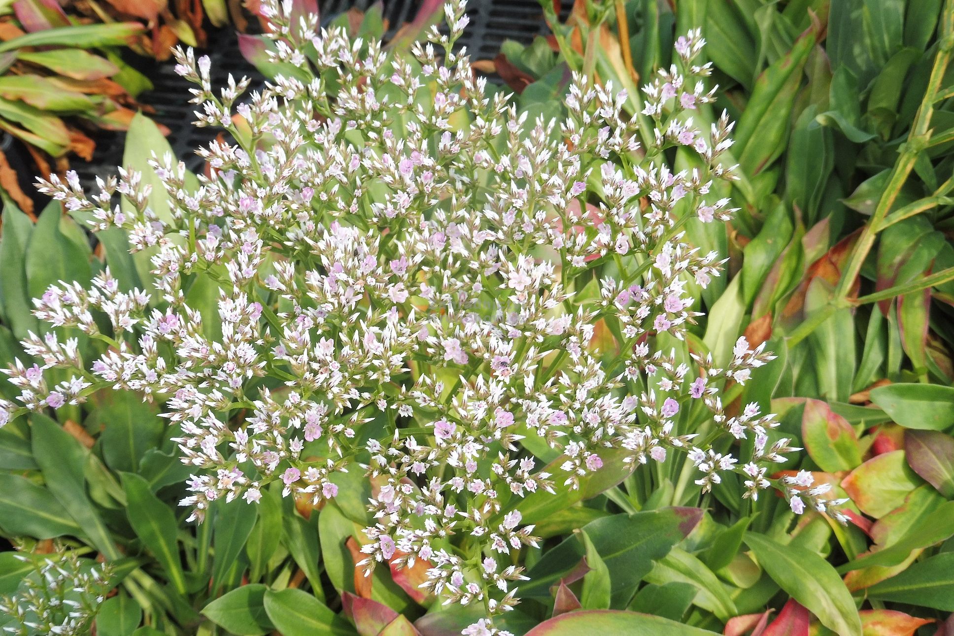 Limonium ( Goniolimon ) tataricum - suchobýl tatarský, statice tatarika ...