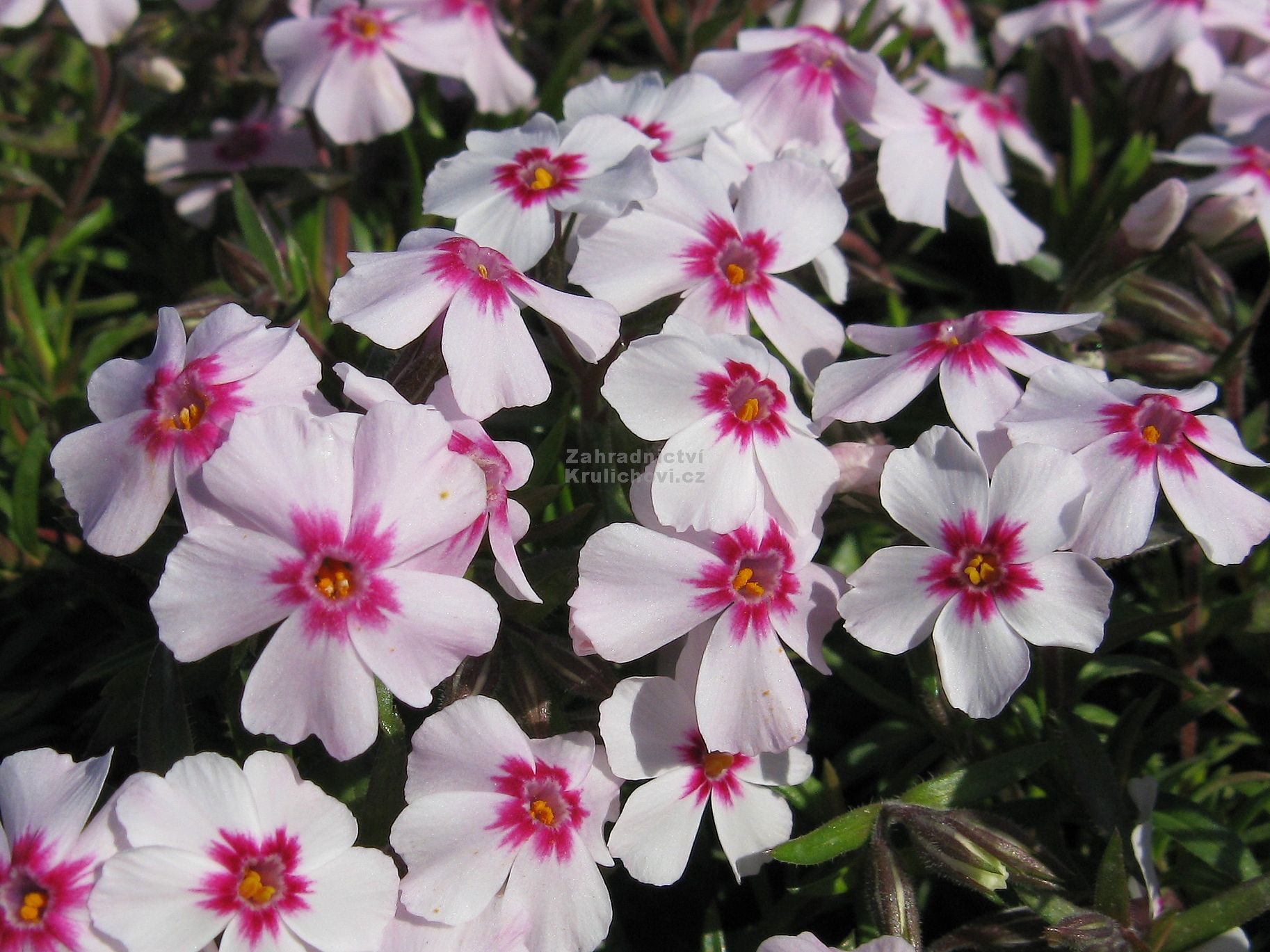 Phlox subulata " Coral Eye " - flox, plamenka Zahradnictví Krulichovi ...