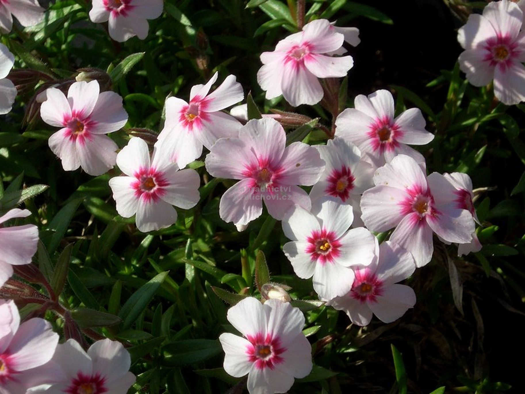 Phlox subulata " Coral Eye " - flox, plamenka Zahradnictví Krulichovi ...