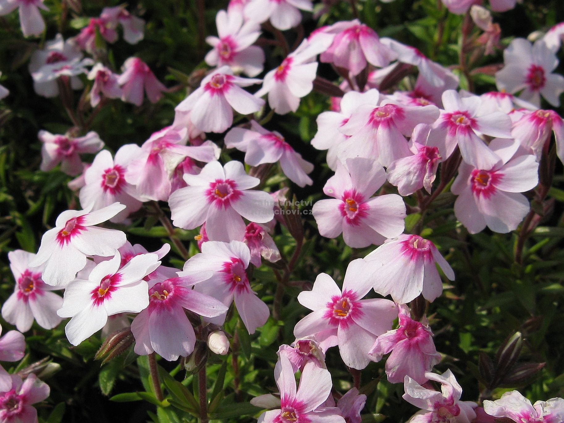 Phlox subulata " Coral Eye " - flox, plamenka Zahradnictví Krulichovi ...