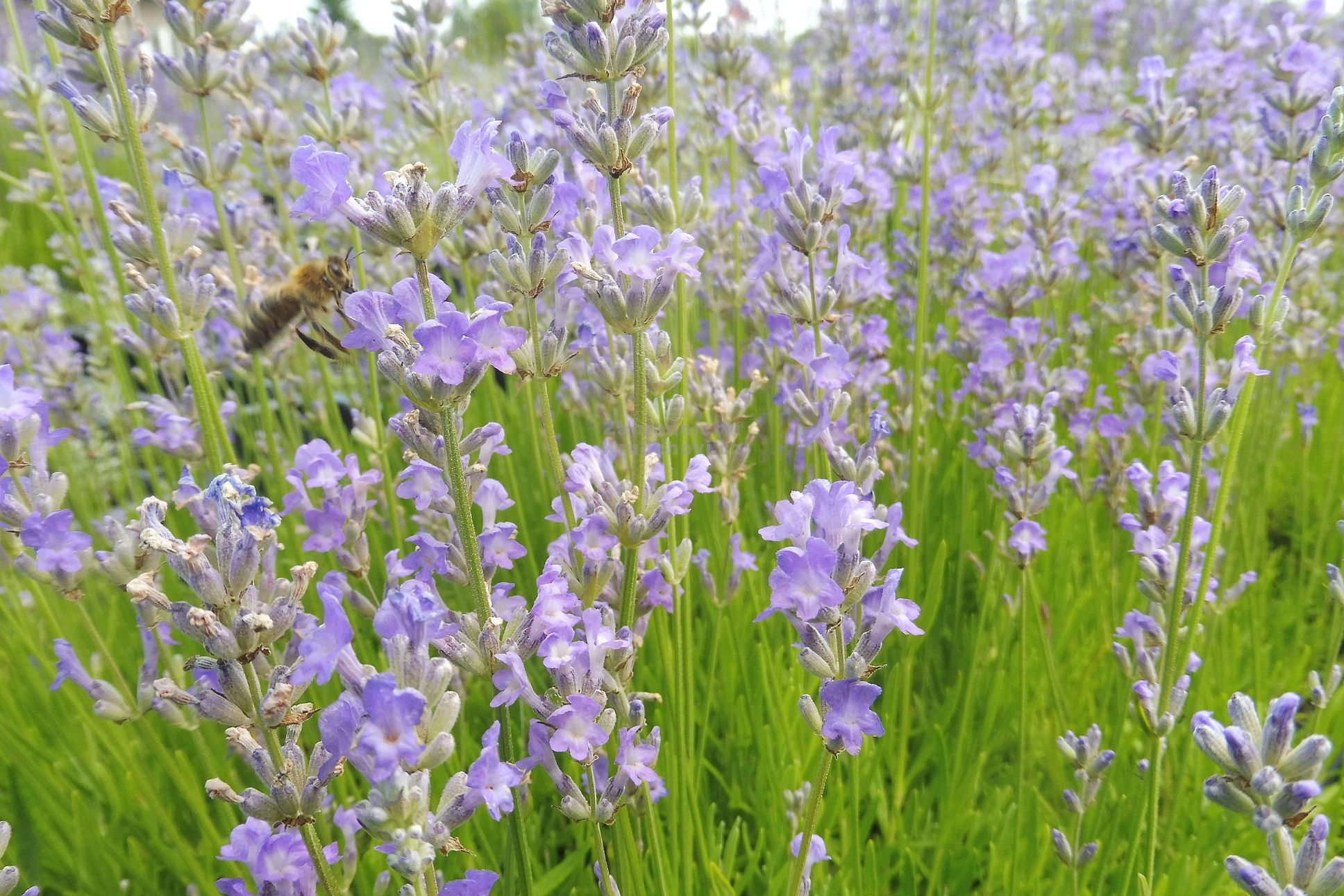 Lavandula angustifolia " Little Lady " = " Batlad " ® - levandule ...