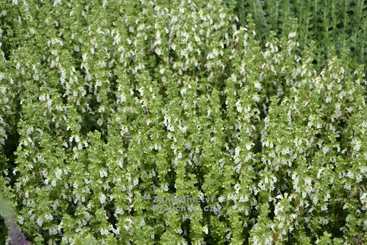 Teucrium chamaedrys " Alba " - ožanka kalamandra bělokvětá forma ...