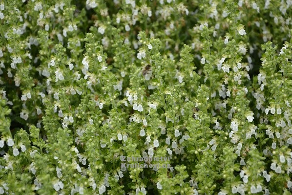 Teucrium chamaedrys " Alba " - ožanka kalamandra bělokvětá forma ...