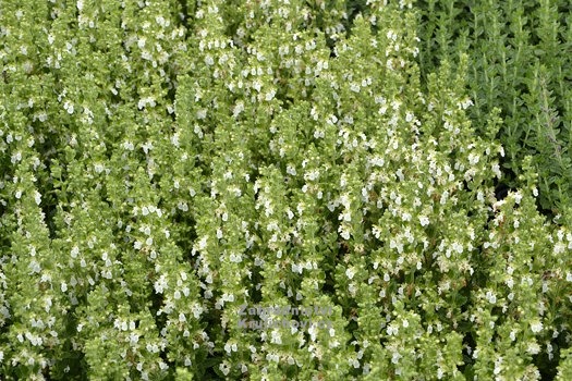 Teucrium chamaedrys " Alba " - ožanka kalamandra bělokvětá forma ...