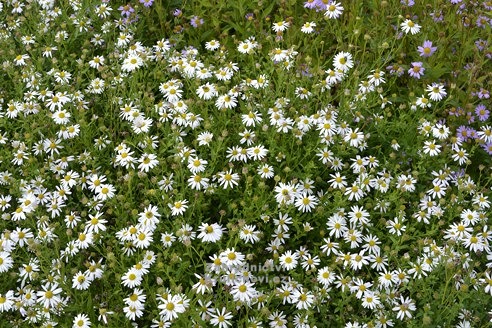 Kalimeris incisa " Alba " - japonská astra Zahradnictví Krulichovi ...
