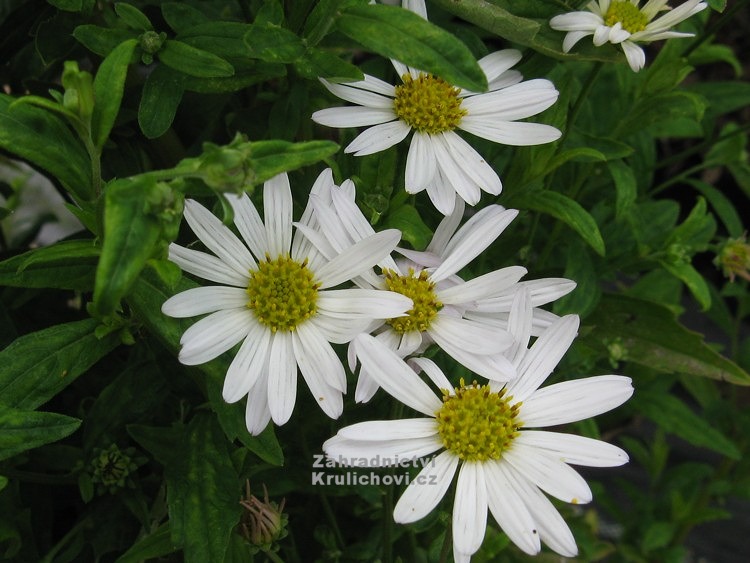 Kalimeris incisa " Alba " - japonská astra Zahradnictví Krulichovi ...