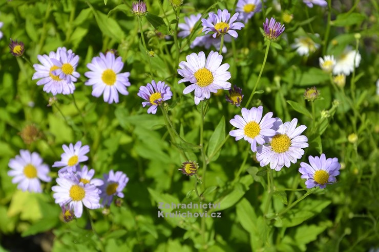 Kalimeris mongolica " Antonia " - japonská astra Zahradnictví ...