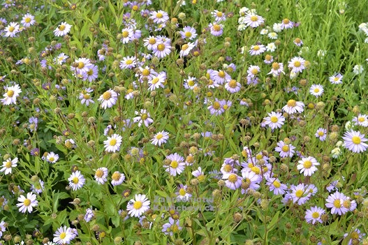 Kalimeris mongolica " Antonia " - japonská astra Zahradnictví ...