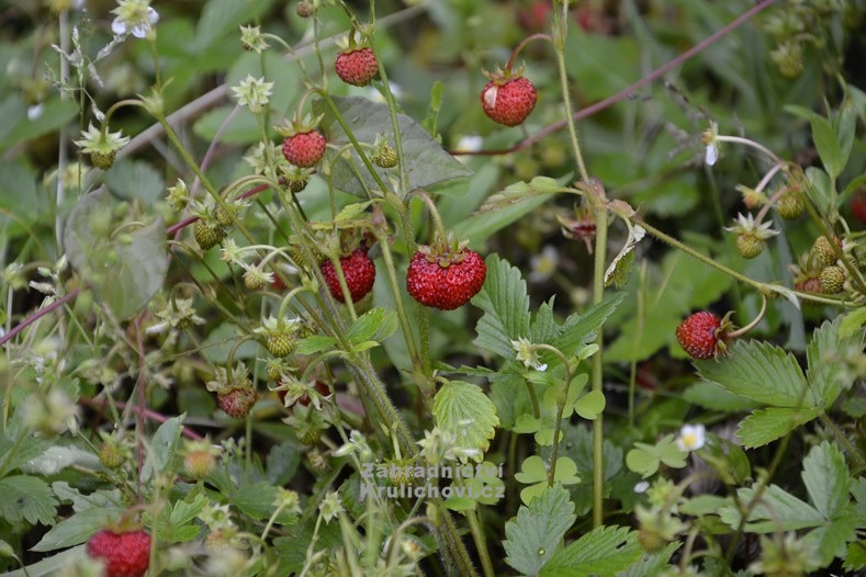 Fragaria vesca var. vesca - jahodník obecný, lesní jahoda Zahradnictví ...