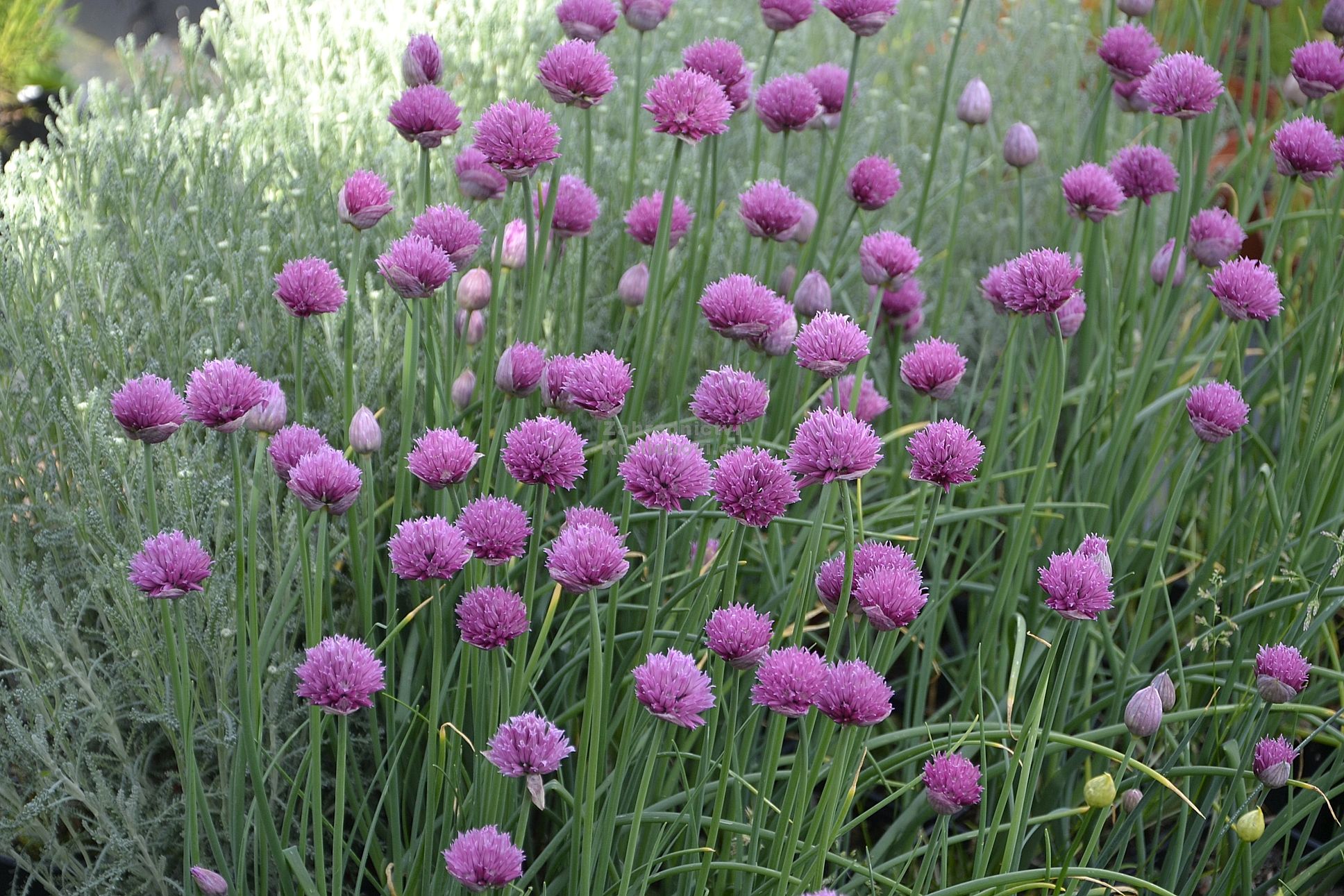 Allium schoenoprasum " Forescate " - pažitka Zahradnictví Krulichovi ...