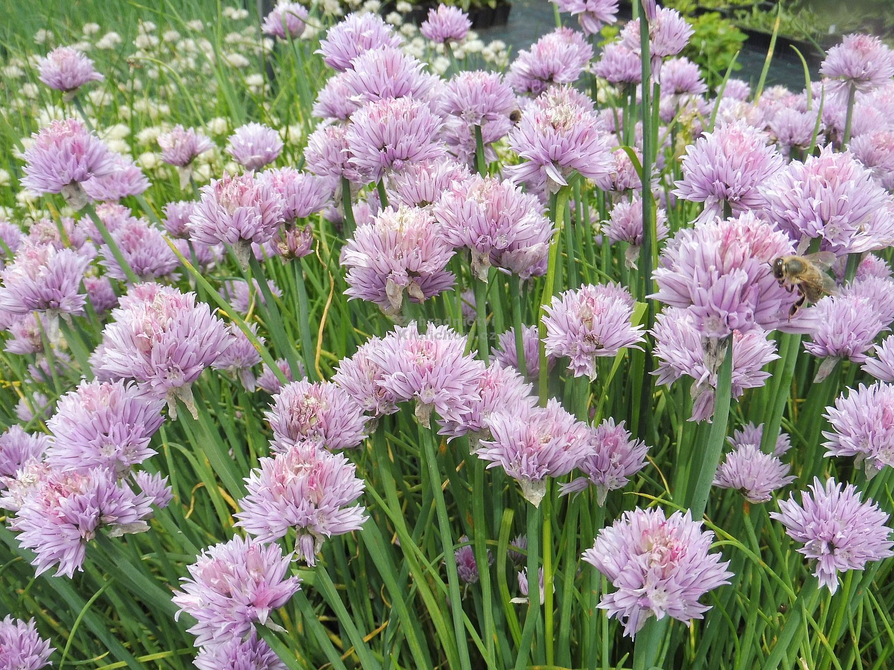 Allium schoenoprasum " Curly Mauve " - pažitka Zahradnictví Krulichovi ...