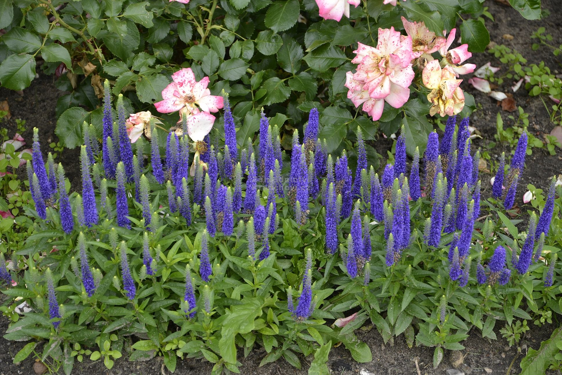 Veronica ( Pseudolysimachion ) " Baby Blue " ® - rozrazil Zahradnictví ...