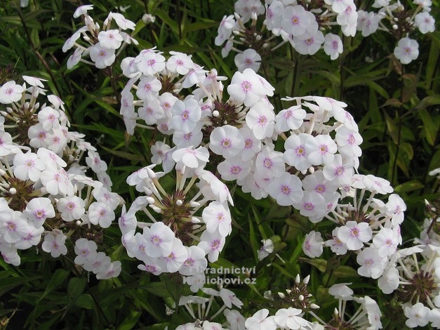 Phlox maculata " Omega " - flox, plamenka Zahradnictví Krulichovi ...