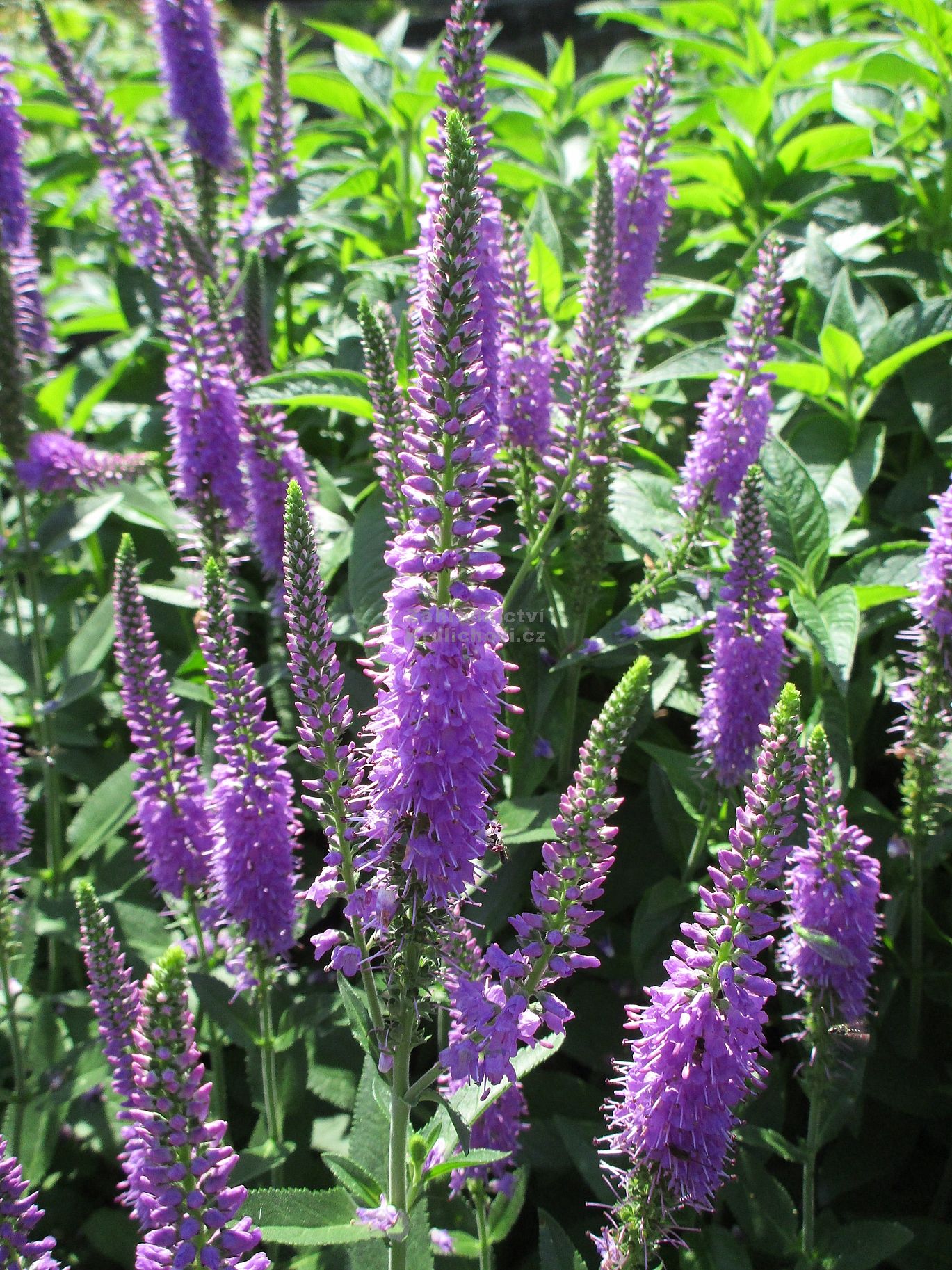 Veronica ( Pseudolysimachion ) longifolia " First Match " ® - rozrazil ...