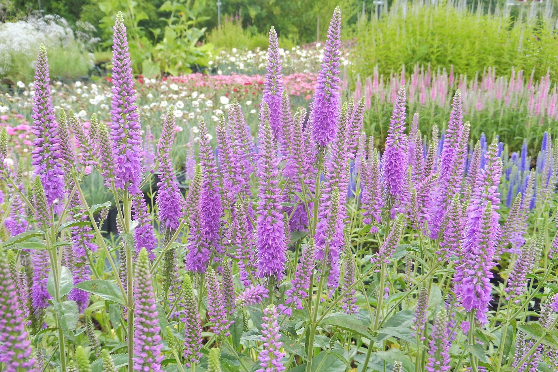Veronica ( Pseudolysimachion ) longifolia " First Match " ® - rozrazil ...