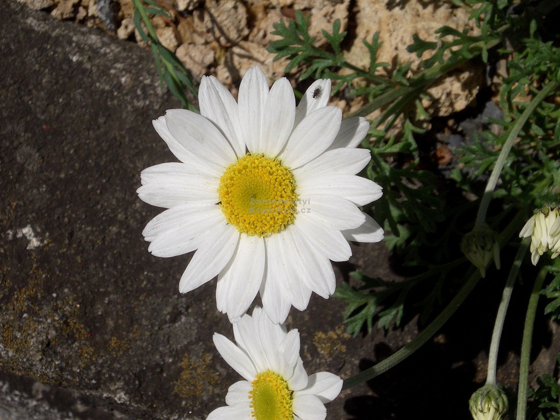 Anthemis carpatica ' Karpatenschnee ' - rmen karpatský Zahradnictví ...