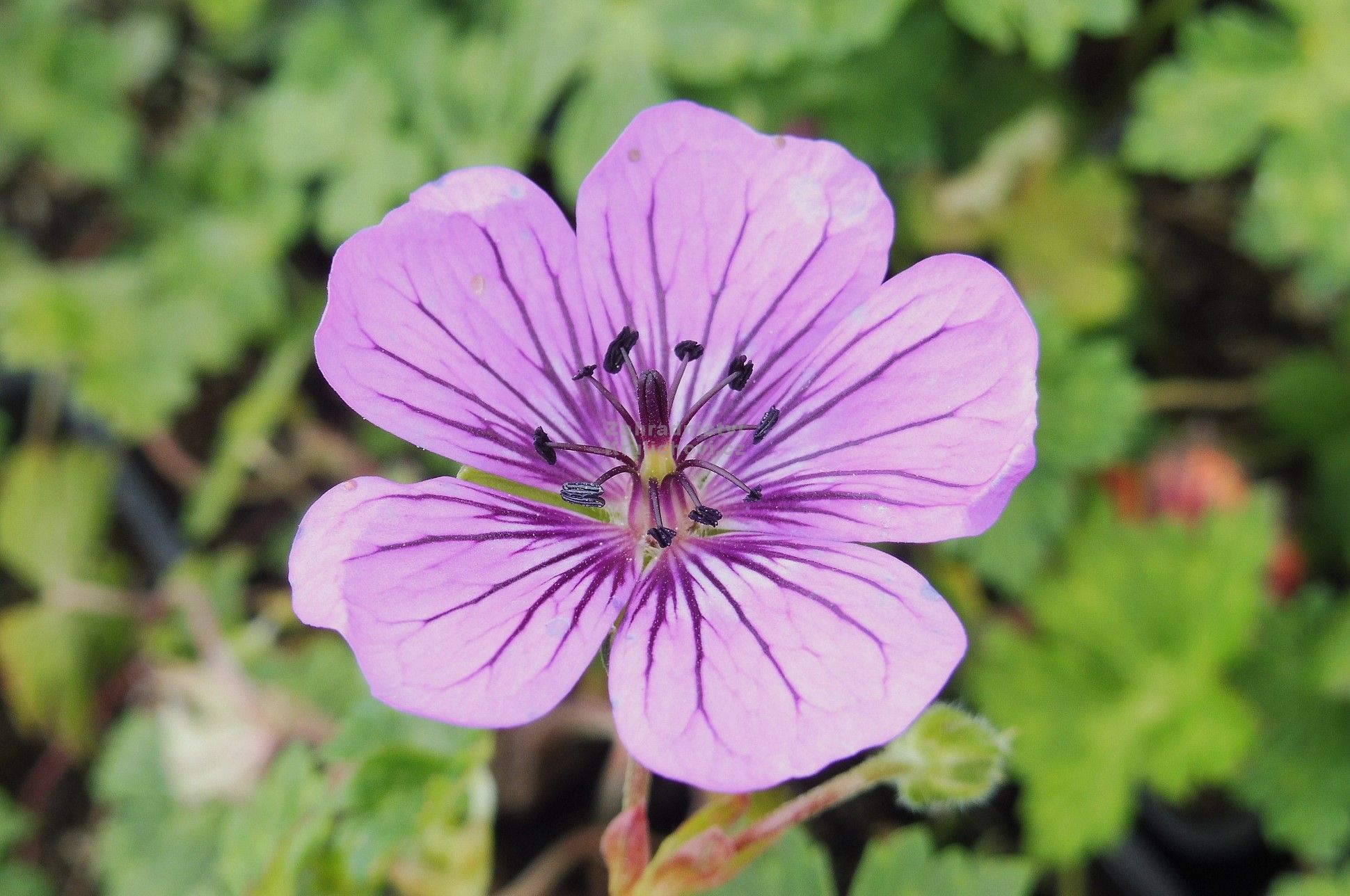 Geranium " Pink Penny " ® - kakost Zahradnictví Krulichovi ...
