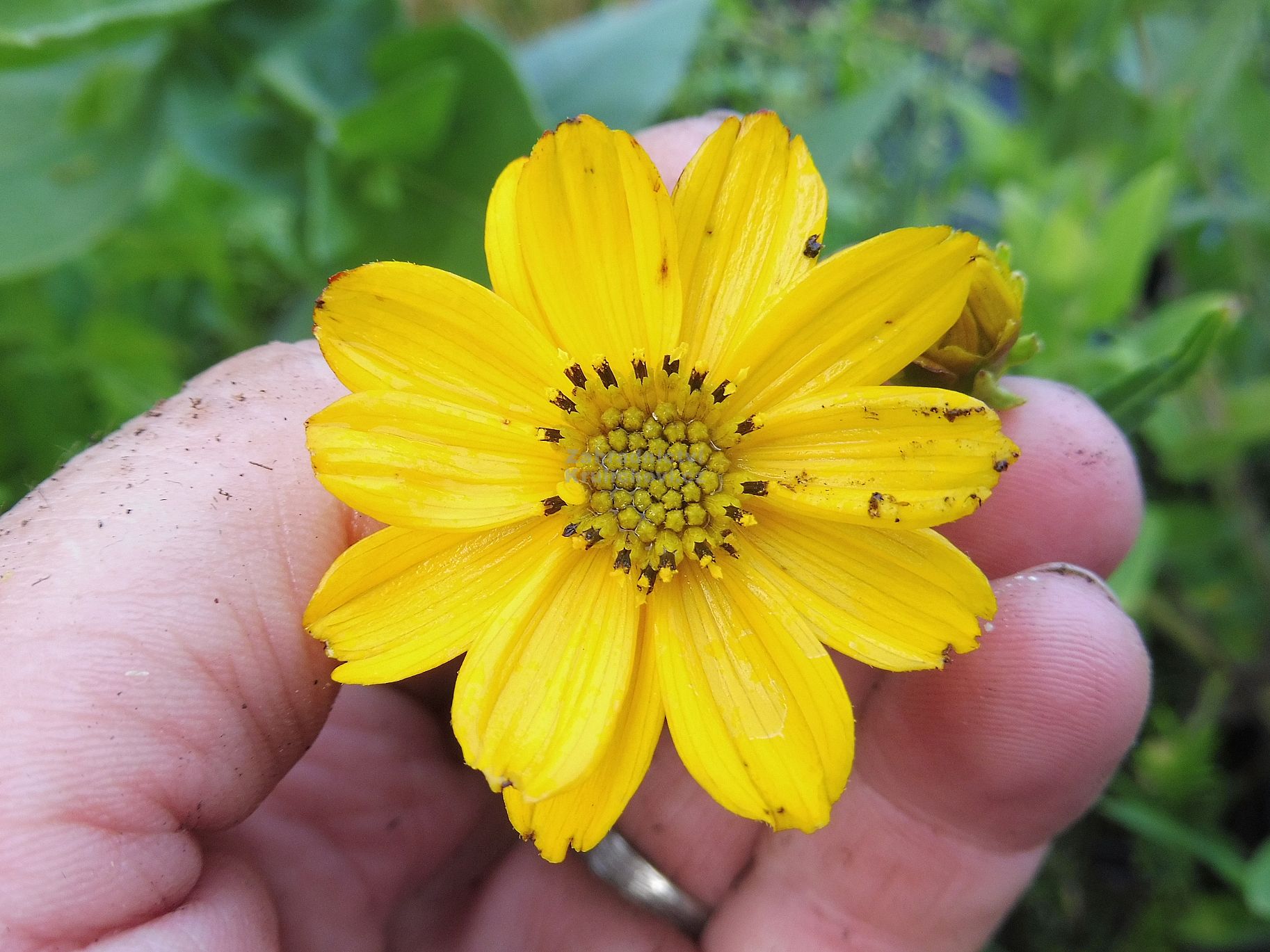 Coreopsis palmata - krásnoočko Zahradnictví Krulichovi - zahradnictví ...
