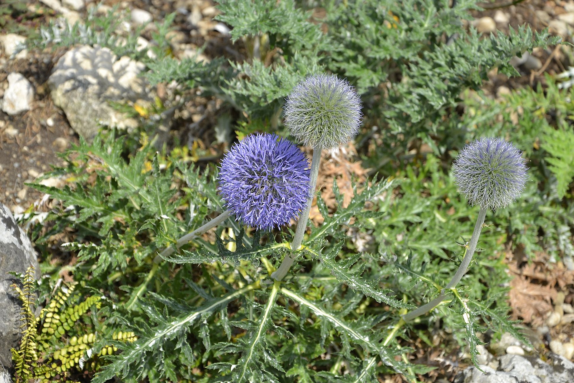 Echinops ritro ssp. ruthenicus " Platinum Blue " - bělotrn Zahradnictví ...