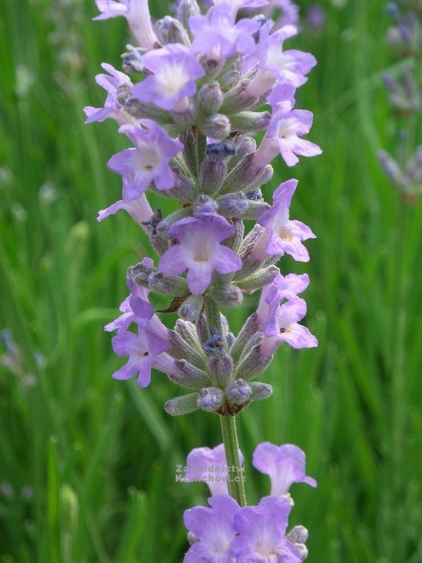 Lavandula angustifolia " Little Lady " = " Batlad " ® - levandule ...