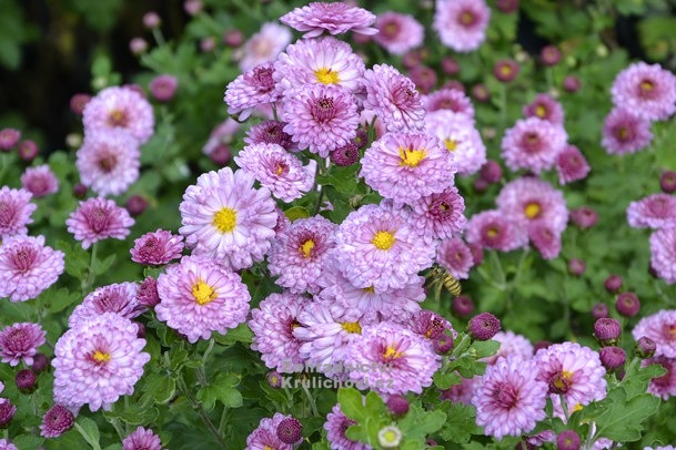 Chrysanthemum ( Dendranthema ) x indicum " Rosensilber " - chryzantéma ...