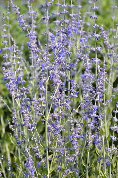 Perovskia atriplicifolia " Rusian Sage " - perovskie lebedolistá, ruská ...