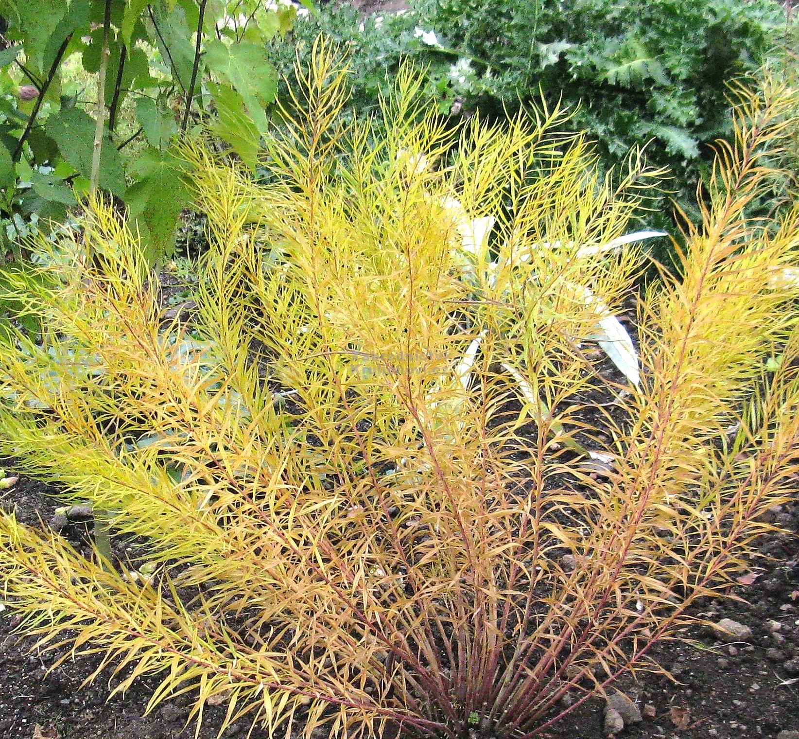 Amsonia " Ernst Pagels " - amsónie, nebekvět Zahradnictví Krulichovi ...