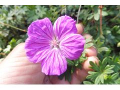Geranium sanguineum " Fruit de Fleur " - kakost krvavý Zahradnictví ...