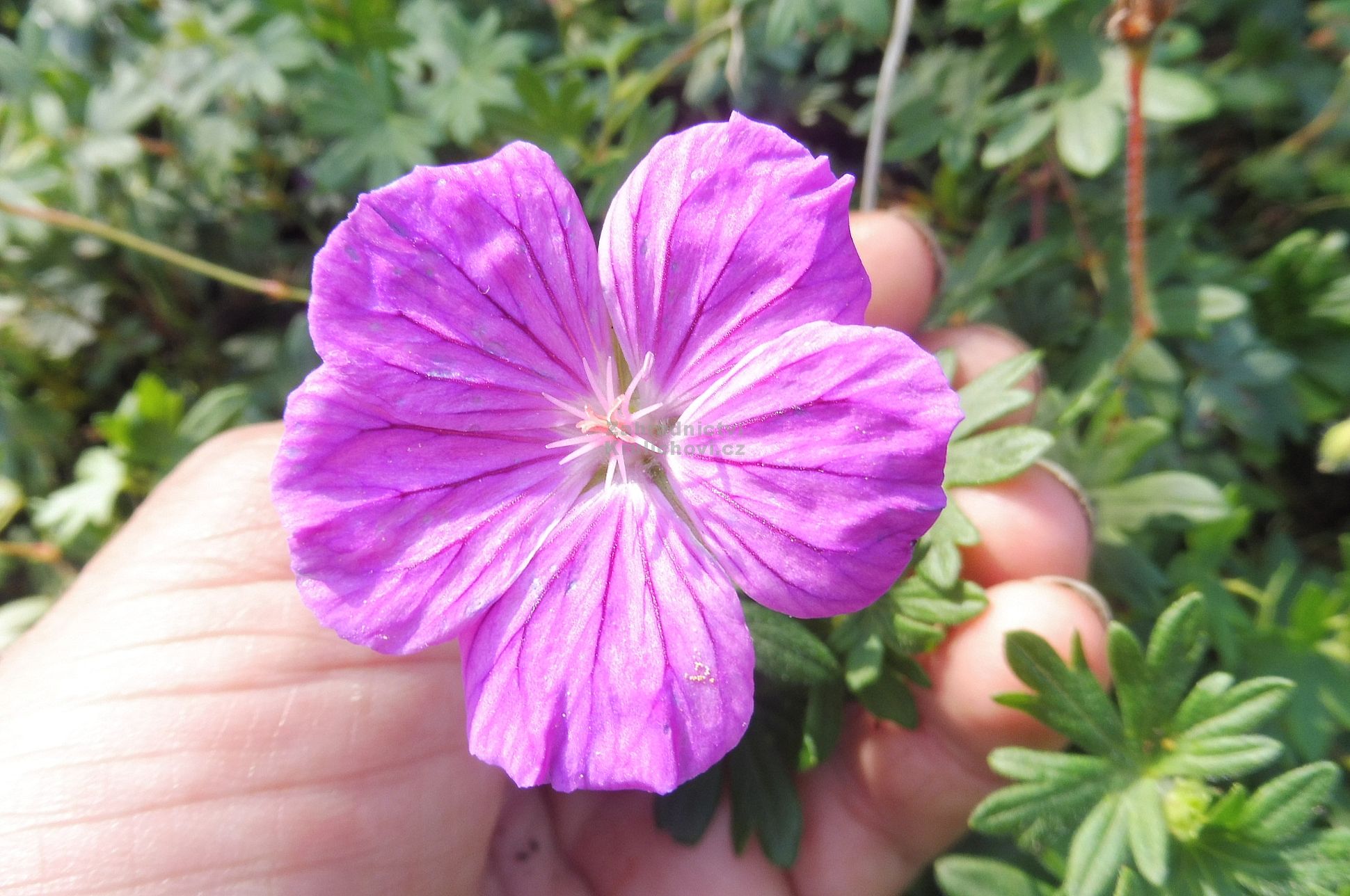 Geranium sanguineum " Fruit de Fleur " - kakost krvavý Zahradnictví ...