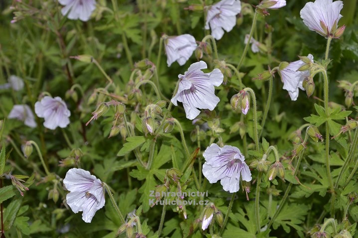 Geranium himalayense " Derrick Cook " - kakost Zahradnictví Krulichovi ...