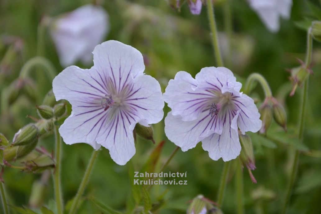 Geranium himalayense " Derrick Cook " - kakost Zahradnictví Krulichovi ...